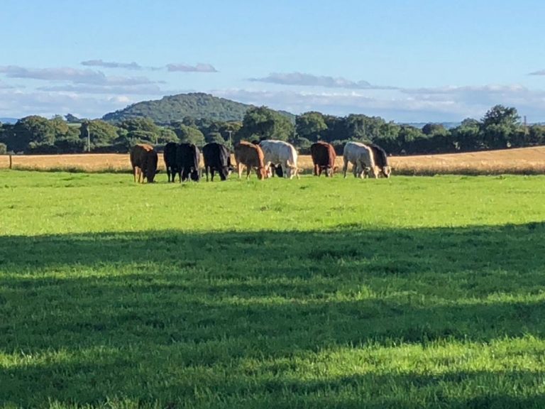 Crecora Mills goes Green with Solar farm - Crecora Mills