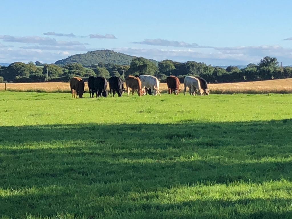 Crecora Mills goes Green with Solar farm - Crecora Mills